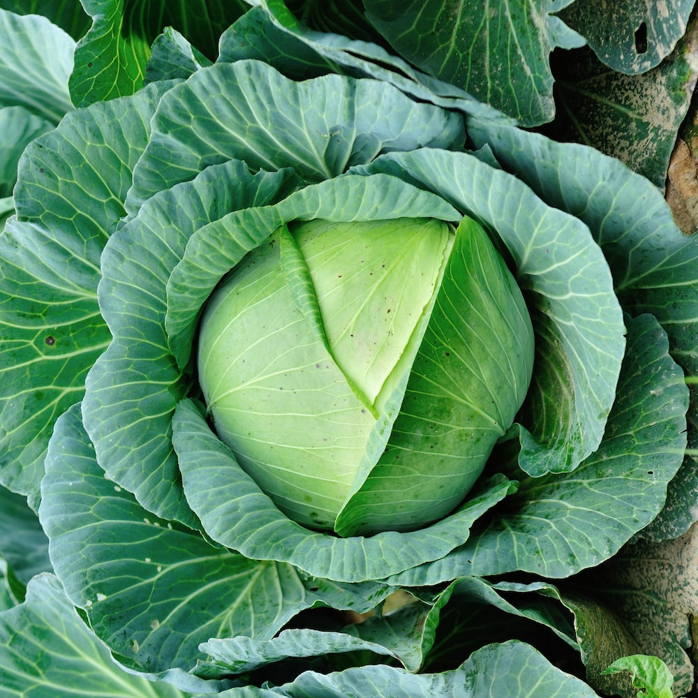 Plant de choux bio - Fleurs de Verveine