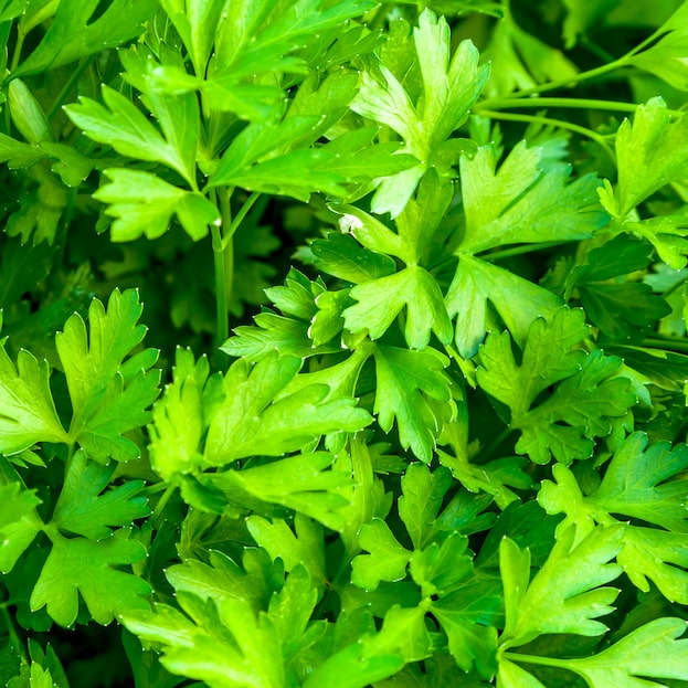 Plant de Persil - Fleurs de Verveine