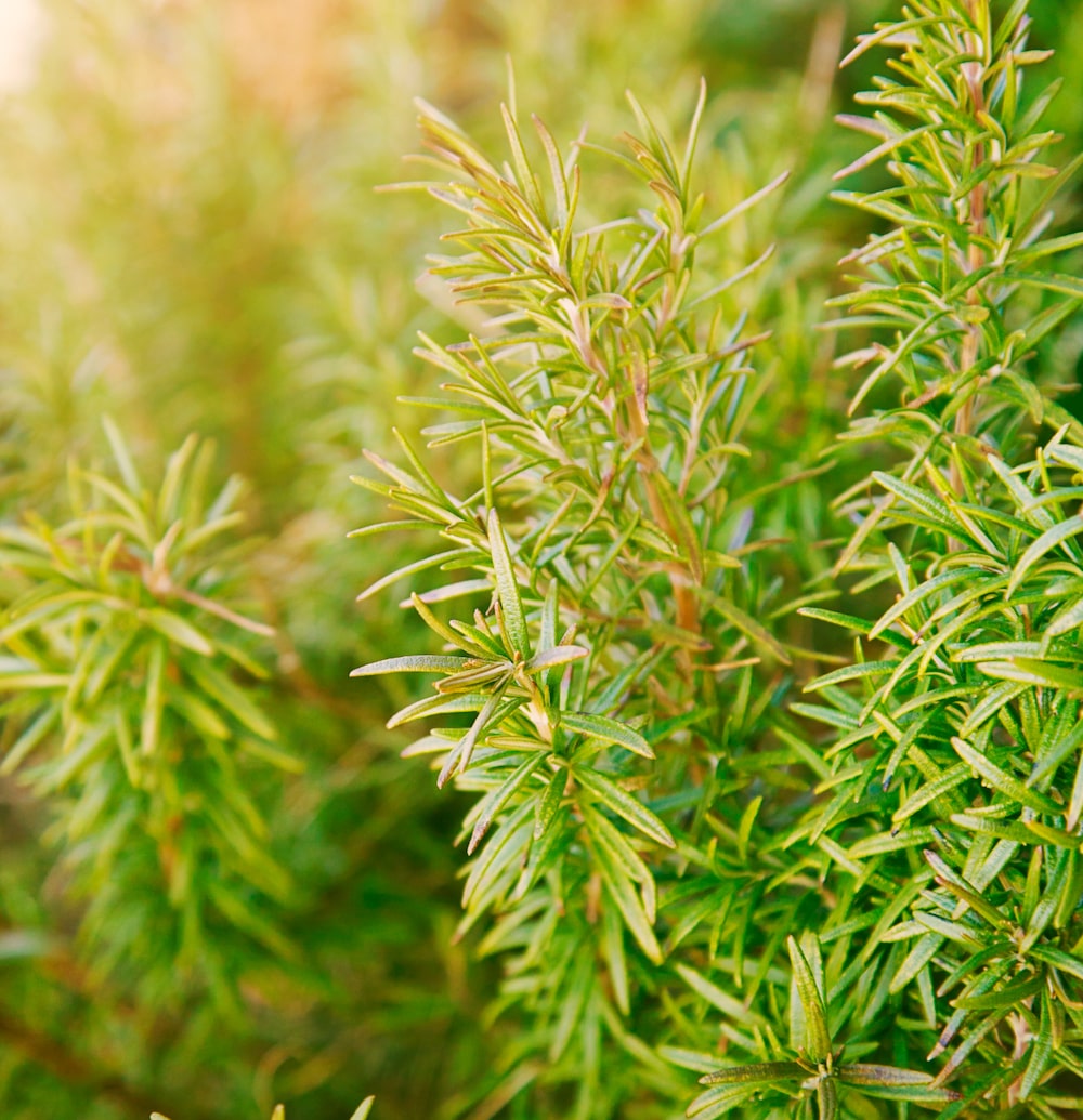 Plant de Romarin - Fleurs de Verveine