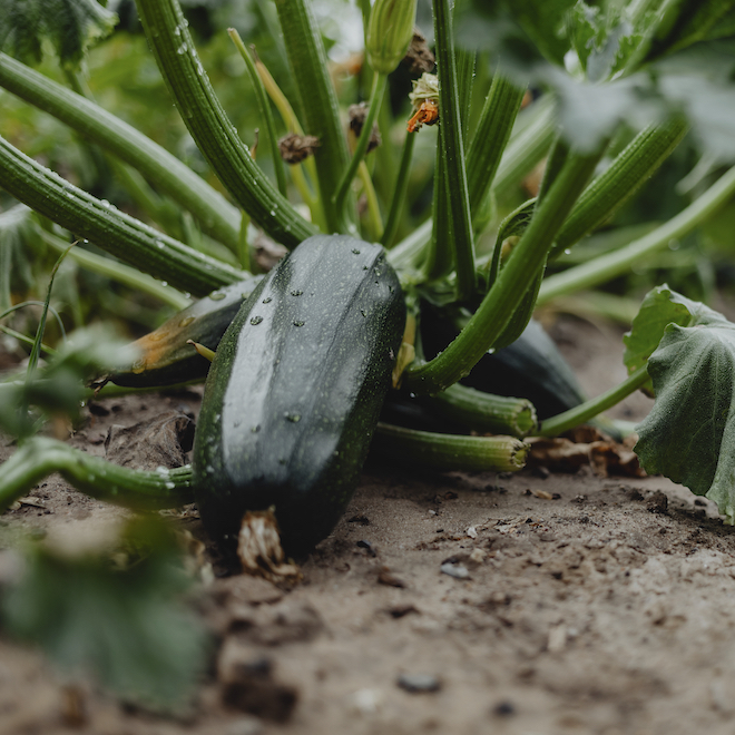 Plant de courgettes bio - Fleurs de Verveine