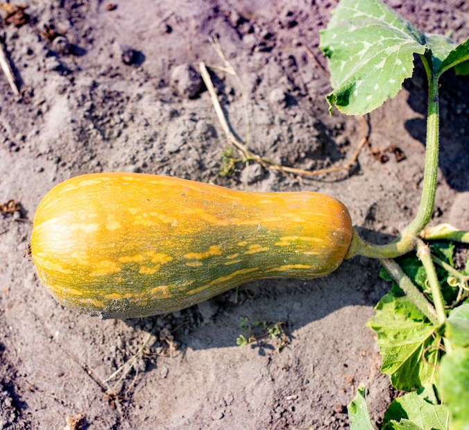 Plant de courges bio - Fleurs de Verveine