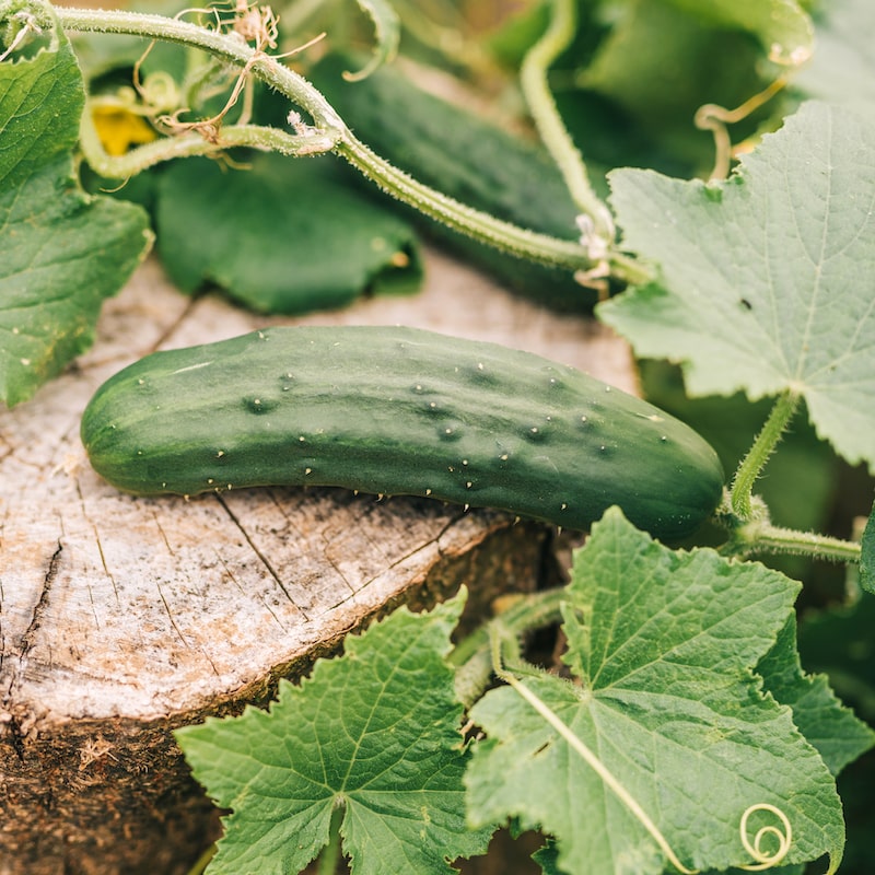 Plant de Concombre bio - Fleurs de Verveine