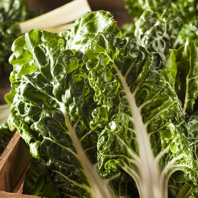 Plant de Cote de blette bio - Fleurs de Verveine